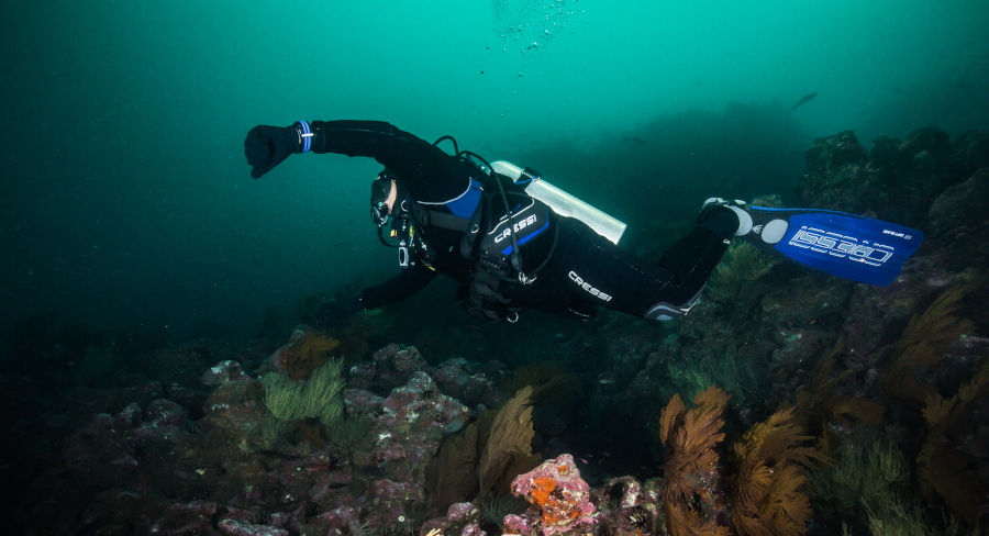 Bucear en Galápagos: ¿cómo elegir la mejor opción para mi?