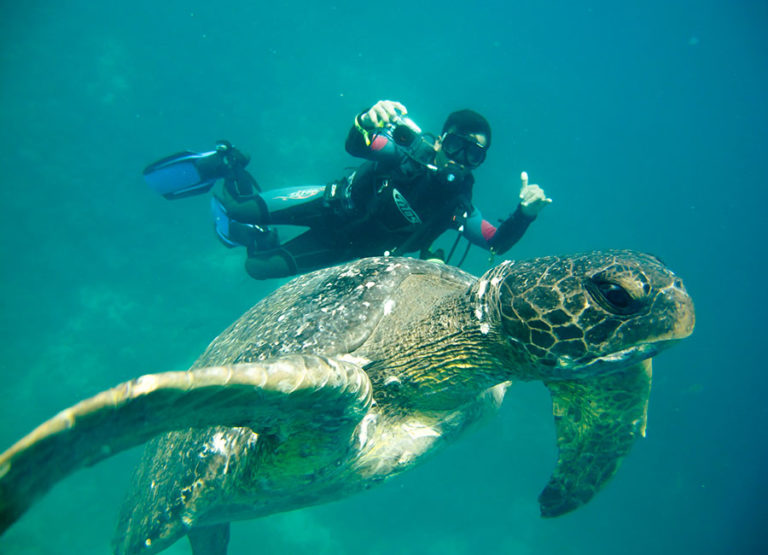 Bucear en Galápagos: ¿cómo elegir la mejor opción para mi?