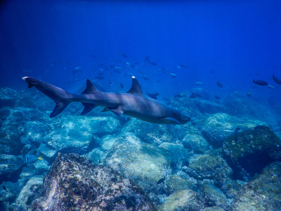 Bucear en Galápagos: ¿cómo elegir la mejor opción para mi?